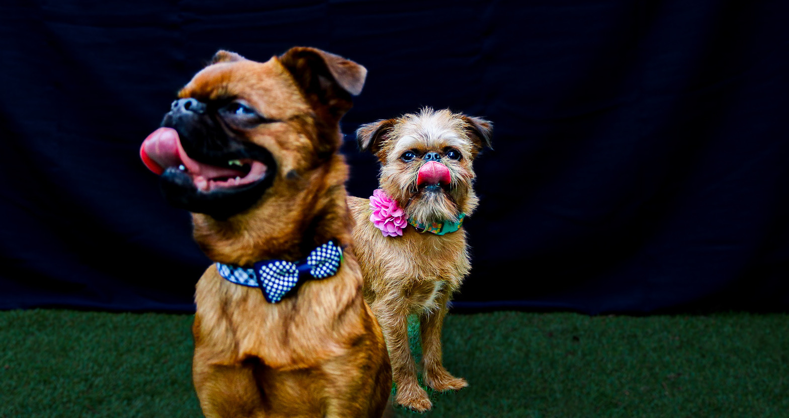 Griff Haven | Nova Scotia Based Brussels Griffon Breeder